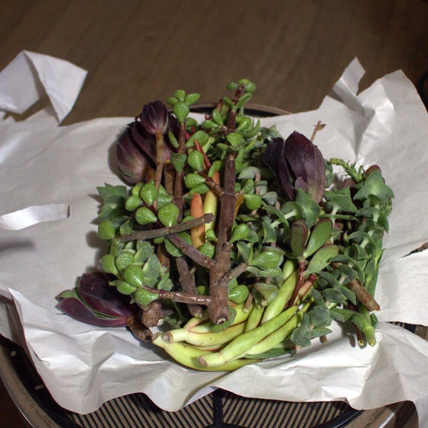 20 Peat Pallets, Best Medium for Plants, Succulents and Flower Seeds ...