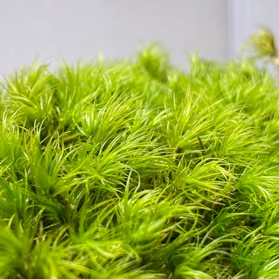 Live Frog Moss Mood Moss Pads Dicranum for Terrarium or Vivarium Quart ...