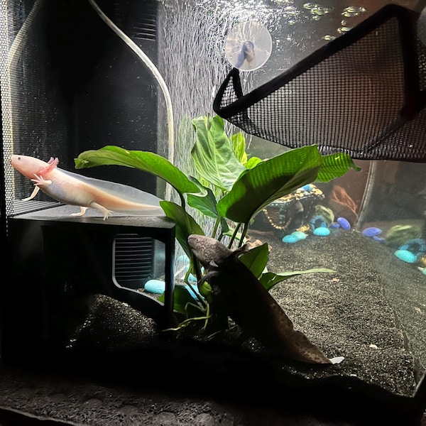 Aquarium Underground Cave Corner Curve Entrance Viewing Hide Kuhli ...