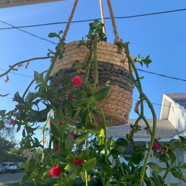 Aztec Sweet Herb Live Plant phyla Dulcis/lippia Dulcis/yerba Dulce ...