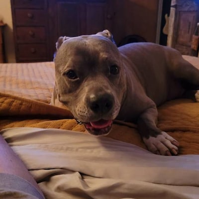 Hookapoo Dog Poop Bag Carrier Dog Poo Holder Clip on Hands Free ...