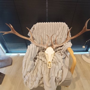Monsterous BULL Record Antlers 9.5KG 9.2KG Very Rare and Unique Price ...