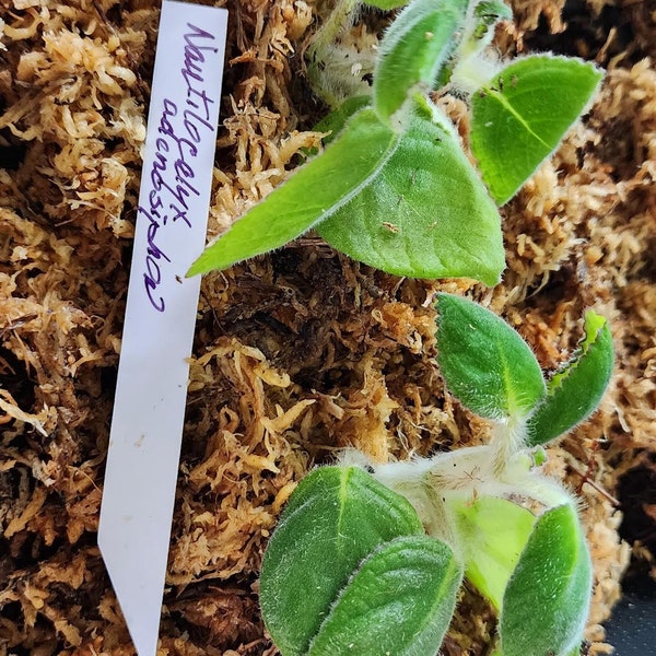 Nymphaea "sunfire" Water Lily (sprouted Tuber - Rhizome) / Pink Water ...