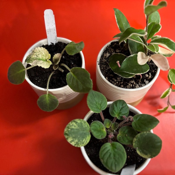 Hunter's Venom African Violet Live Plant, Young Starter in a 4" Pot ...