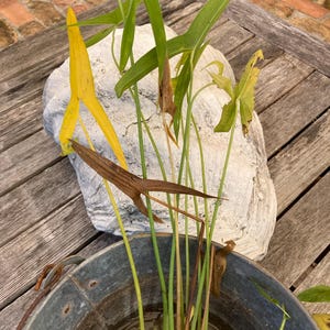 Carex Lurida Shallow Sedge Bareroot Wetland Restoration Live Plant ...