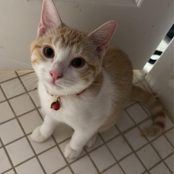 Strawberry Cat Collar Strawberry Kitten Collar Strawberry Collar ...