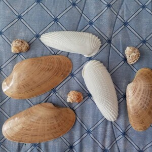 10 RARE Angel Wing Shells From Ft Myers Beach FL - Etsy