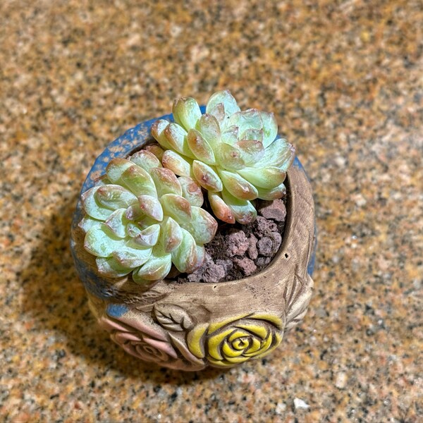 Echeveria 'red Coral' , Rare Live Succulent - Etsy