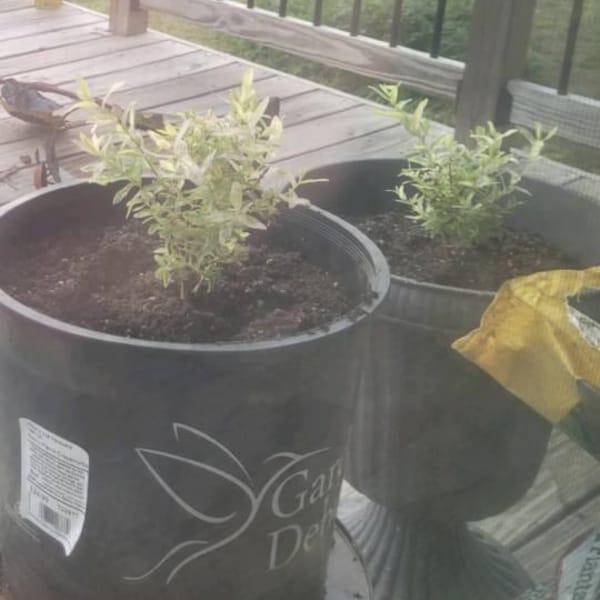 Weigela Florida 'polka' 4 1/2" (1) One Starter Plant! Live Plant ...