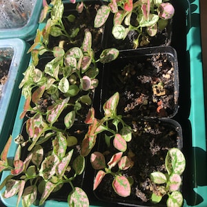 Gerbera Seeds Gerbera Daisy Flower Seed Mix 100 Seeds - Etsy