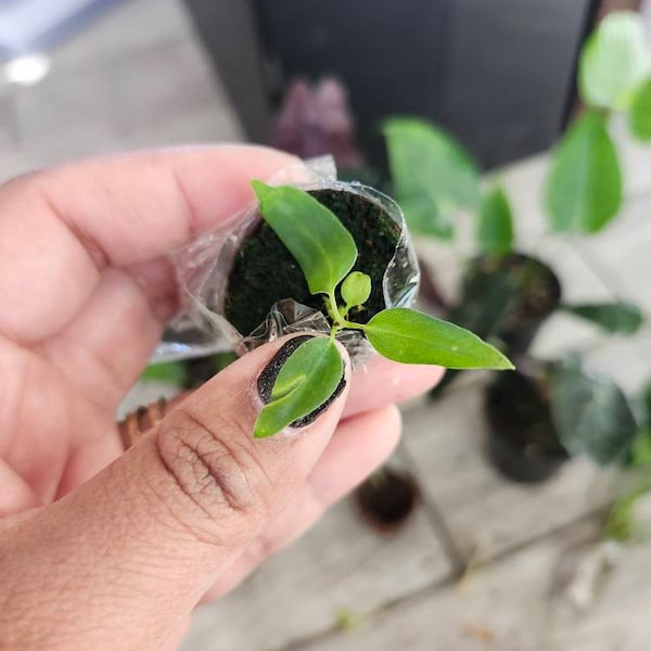 Medinilla Scortechinii Starter Plant ALL STARTER PLANTS Require You to ...