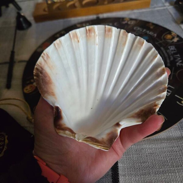 12 Mexican Flat Scallop Shells Seashells Large 3" Crafts Coastal Beach ...