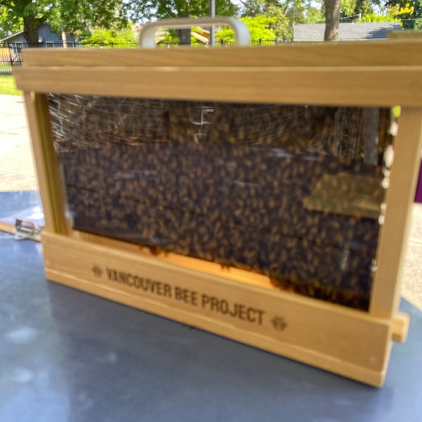 Observation Hive / Bee Hive / Apiary - Etsy