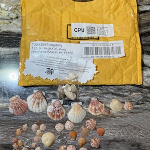 50pc Calico Clam Seashells - Etsy