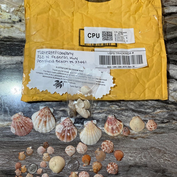 100pc Cat’s Paw Seashells - Etsy