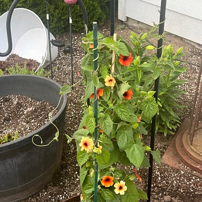 Amber Stripes Thunbergia Alata Vine Live Plant Ship in 6 Pot - Etsy
