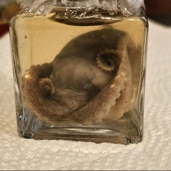 Blue Octopus Wet Specimen on Gothic Stand Oddities Collector Unique ...