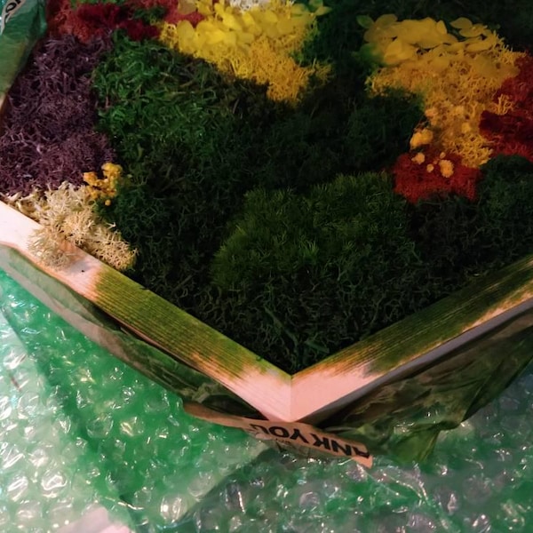DIY Moss Art Kit – Easy Preserved Moss Frame Craft | Make Your Own ...
