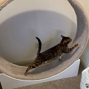 Cat Wheel Cat Toy Exercise Wheel Cute Cat Furniture Circular Treadmill ...