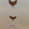 OVERSTOCK: Spread Penthicodes Pulchella, Lanternflies 2-pack - Etsy