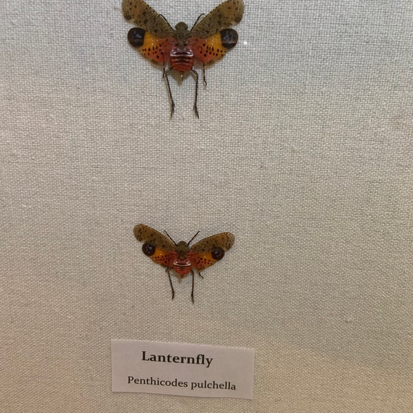OVERSTOCK: Spread Penthicodes Pulchella, Lanternflies 2-pack - Etsy