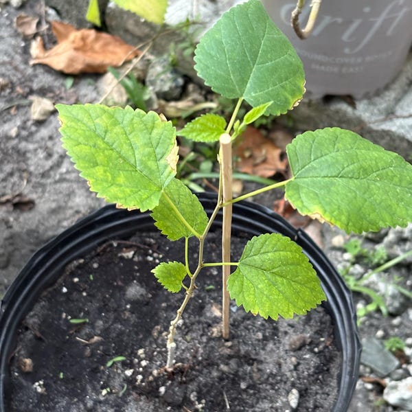 Auntie Lilli's™ South Sea Salad Bele Tree Abelmoschus Manihot Live ...