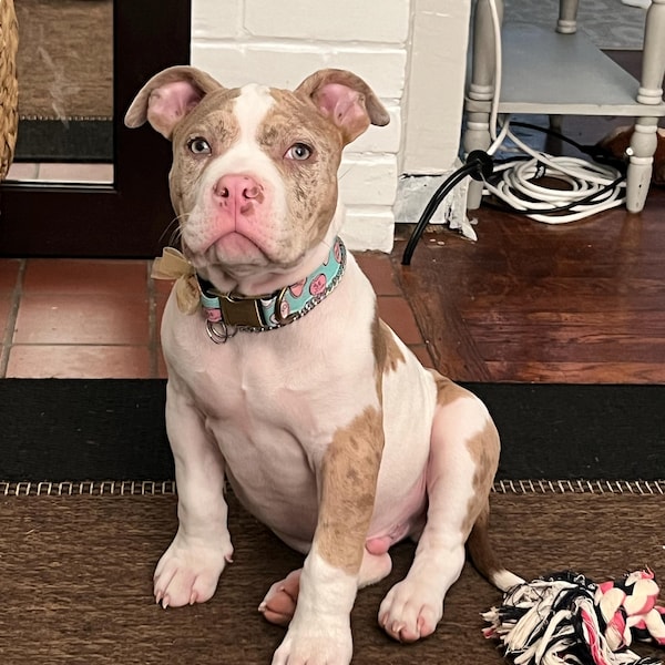 I Love You Smore Dog Collar, Sage Green, Martingale With Buckle ...