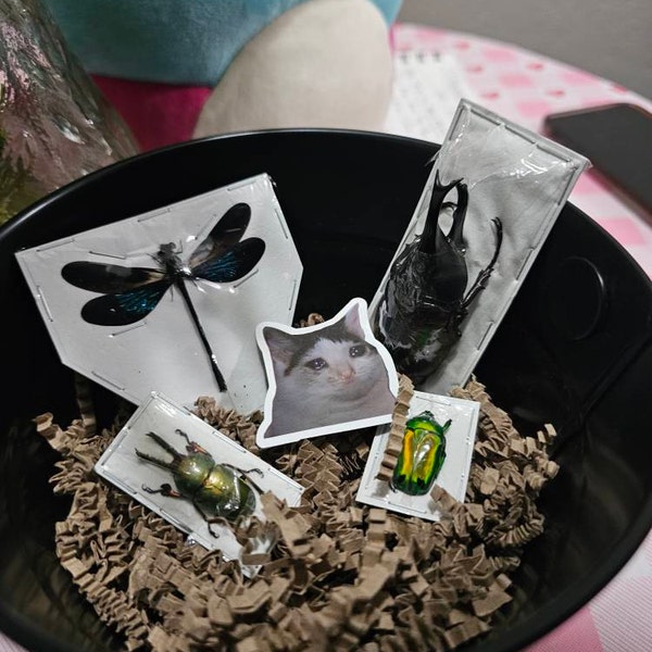 Assorted Bugs Insects Specimen Wholesale Mix Lot Bulk - Etsy