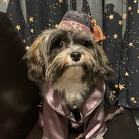 Alien Dog Costume, Toy Story Alien Dog Outfit, Halloween Dog Outfit ...