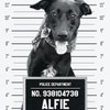 Custom Pet Wanted Poster, Funny Animal Lover Gift, Criminal Dog ...