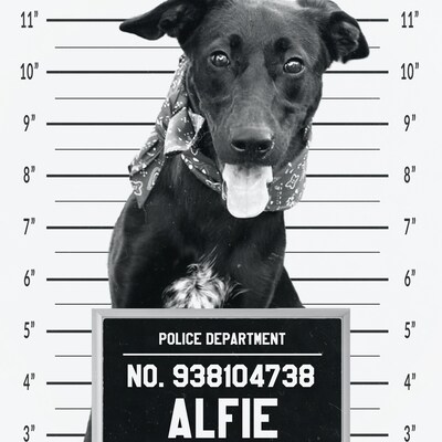 Custom Pet Wanted Poster Funny Animal Lover Gift Criminal - Etsy