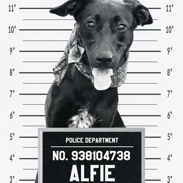 Custom Mugshot Pet Portrait Personalized, Funny Gift, Criminal Pet, Cat ...