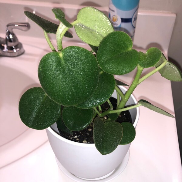 Peperomia Incana ~ Felted Pepperface ~ 3" Pot ~ Grower's Choice - Etsy