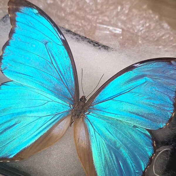 Morphidae - Morpho Theseus Juturna - Mounted - Insects for Your Art ...