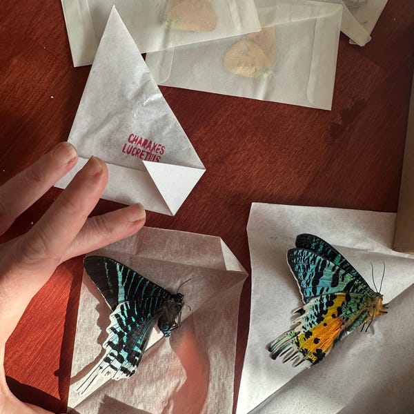 Complete Butterfly Mounting Kit With Spreading Board, PRESERVED ...