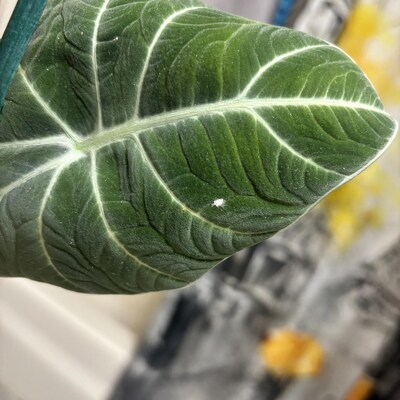 LIVE 4 Pot Syngonium Nephthytis / White Butterfly, Arrowhead Plant ...
