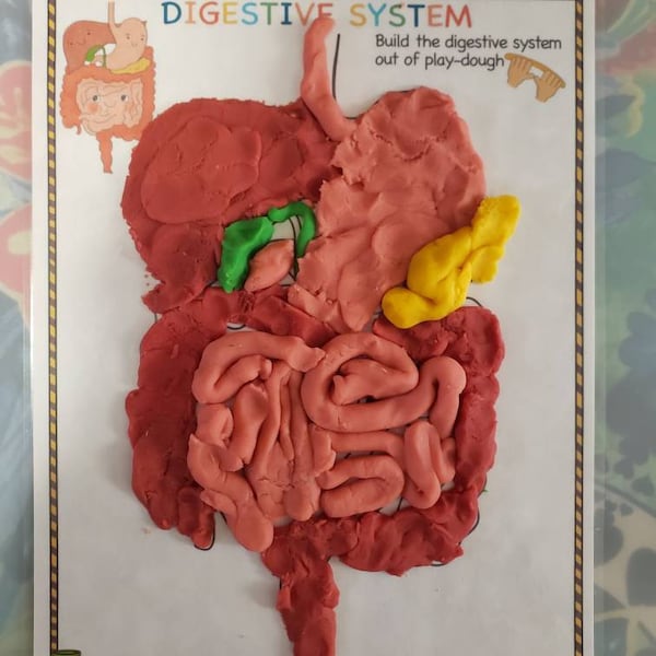 Human Organs Play Dough Mats Fine Motor Skills Preschool Printables ...