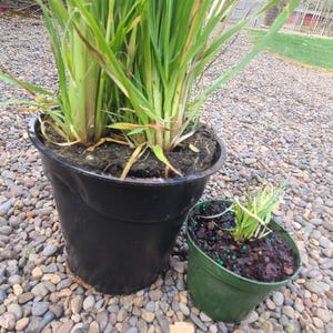 Mini Blues Blueberry Bush - 1 Live Plant- TLMAGIC - Etsy