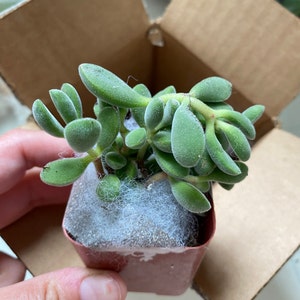 Peperomia ruby Cascade Trailing Succulent, Indoor Plant - Etsy