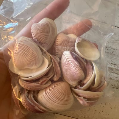 Conch Florida King Crown Conch Seashell Handpicked on Marco Island or ...