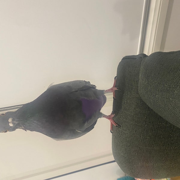 High Quality Duck Diaper, Goose Diaper, TURKEY GIRL Diaper, Open Tail ...