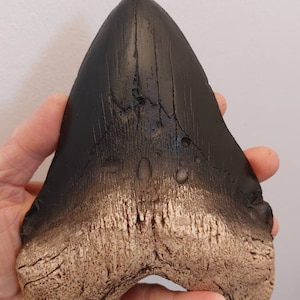 CARCHARODON Megalodon TOOTH (facsimile Cast Replica in Acrylic Resin ...