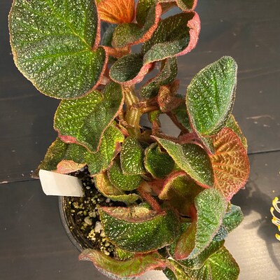 Rhizomatous Begonia 'morocco' - Etsy