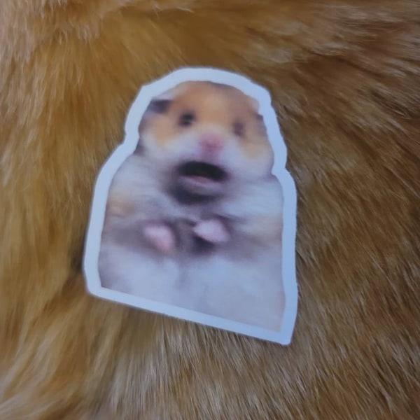 Surprised Shock Hamster Meme Funny Car Bumper Sticker Interior or ...