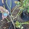 Rose “ausbite” English Climbing Rose Ownroot Plant, 1 Gallon (1.5-2 ...