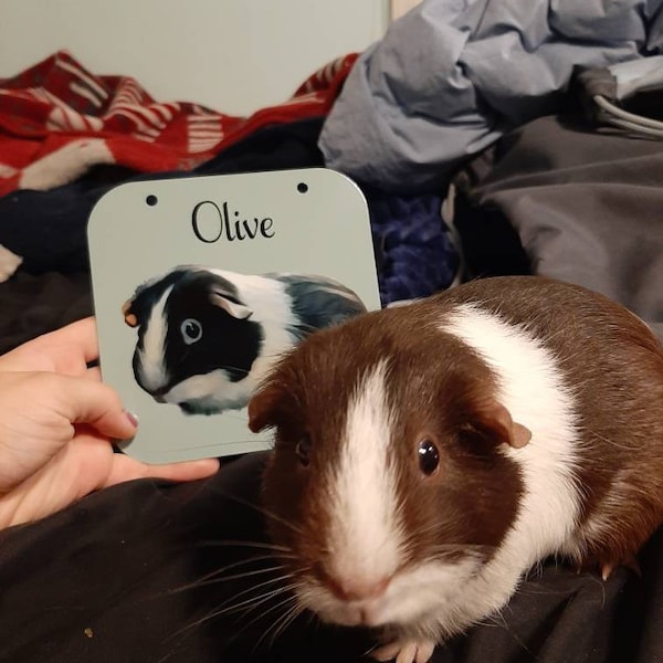 Guinea Pig Name Tag, Guinea Pig Accessories, Pet Tag, Guinea Pig ...