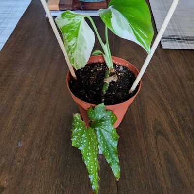 Albo Syngonium Syngonium Albo Variegated Rooted 4 - Etsy