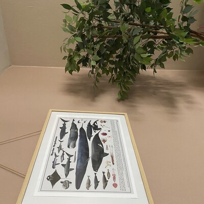Pelagic Thresher Shark Art Print Poster - Etsy