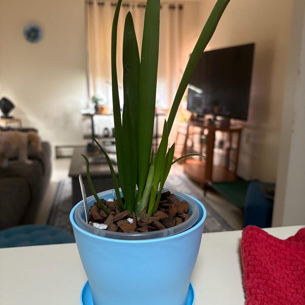 Orchid Plant LIVE Dendrobium Alice Iwanaga | Rare BLOOMING SIZE Indoor ...