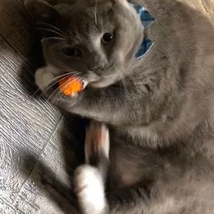 Catnip Doobie, Catnip Cat Toy, Joint, Blunt, Marijuana, Funny Cat Toy ...